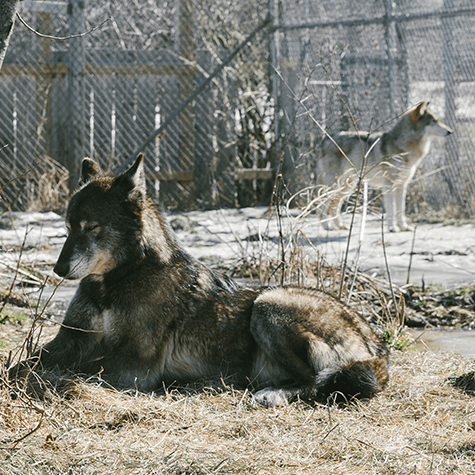 What Exactly Is a Wolf Sanctuary? The Mountain Takes a Trip to Find Out ...