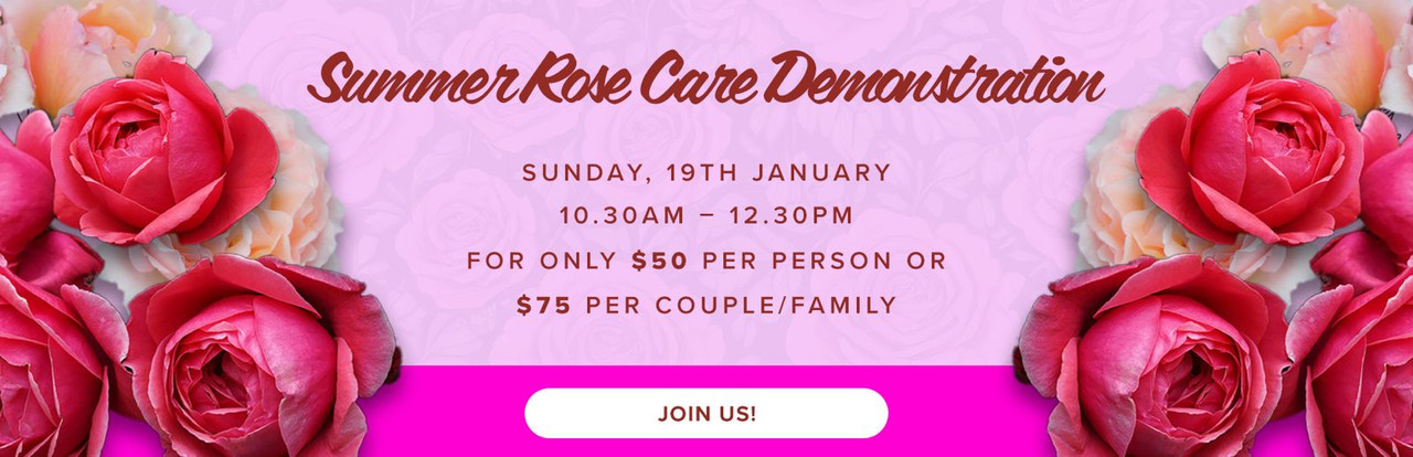 Rose sales online store