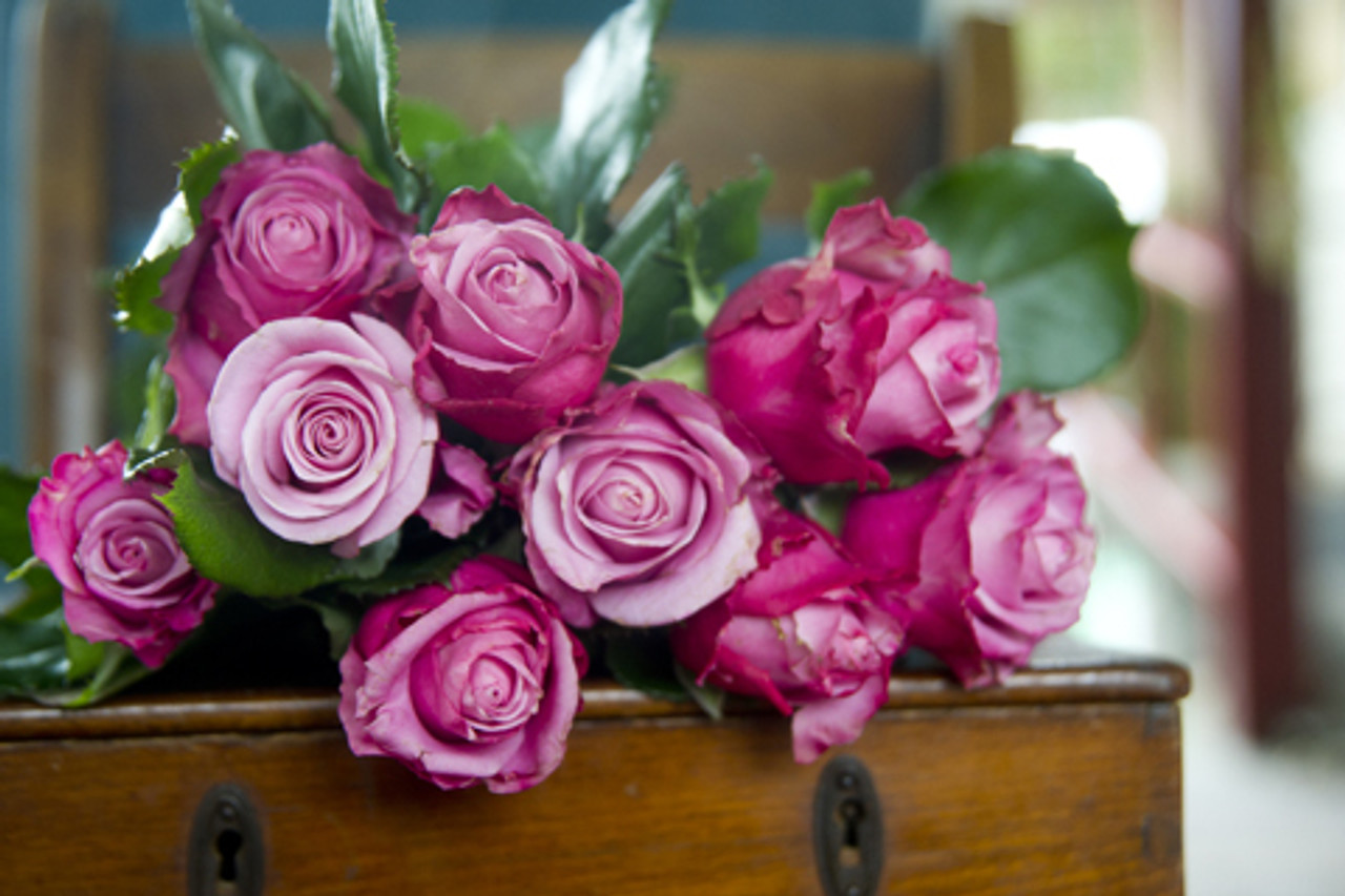 Fragrant Plum. Hybrid Tea Rose