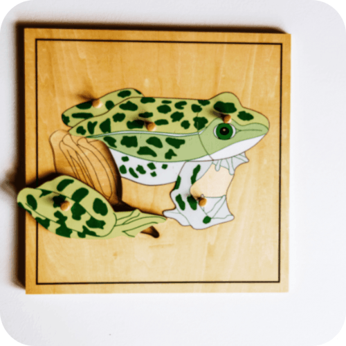 Life Cycles & Animal Habitats KS1 | Early Years Resources