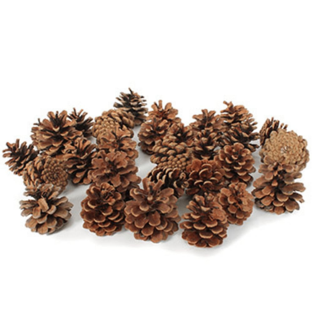 Pack Of Pine Cones | Early Years Resources