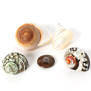 Fancy Shell Pack | EYR