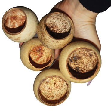 Bell Cups - 10pcs | EYR