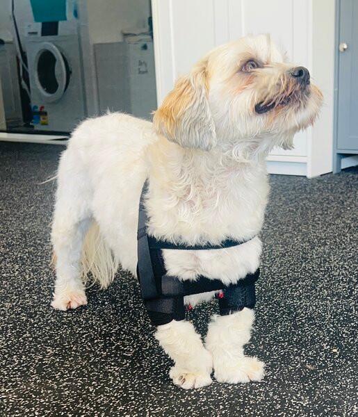 Support for Dog Shoulder Injuries | DogLeggs Shoulder Brace