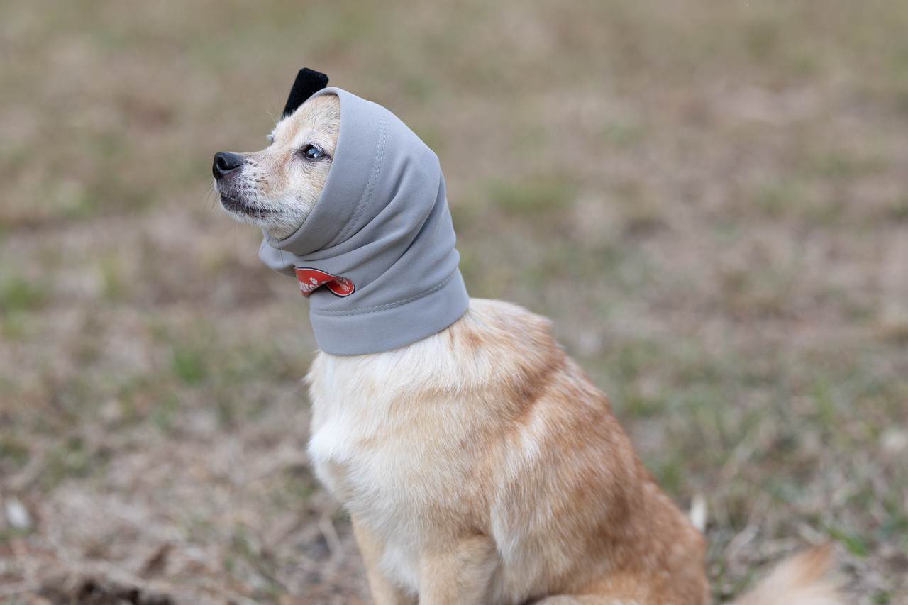 Ear Hematoma Compression Bandage | Dog Ear Infection Solutions