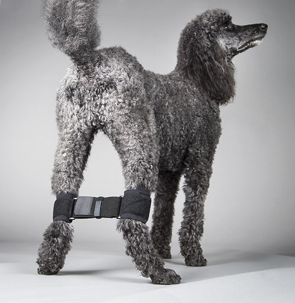 Dog Rear Leg Hobble System | Post Surgery Therapy Wrap For Dogs