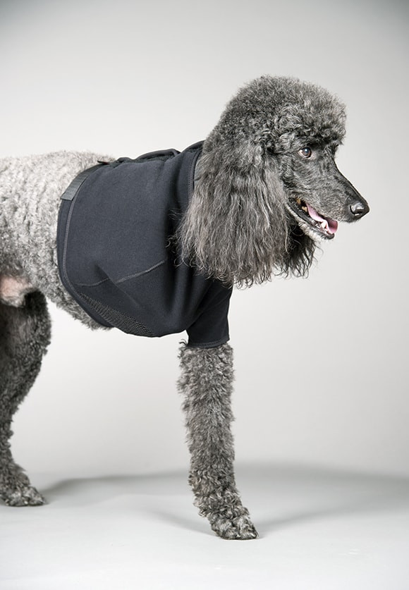 Dog Shoulder Dislocation Treatment | Velpeau Sling