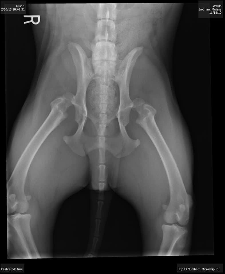 Caring for Your Canine: Conservative Treatment for Hip Dislocation in ...
