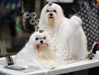 34576744-Two Maltese dogs. Crufts Dog Show at the National Exhibition ...