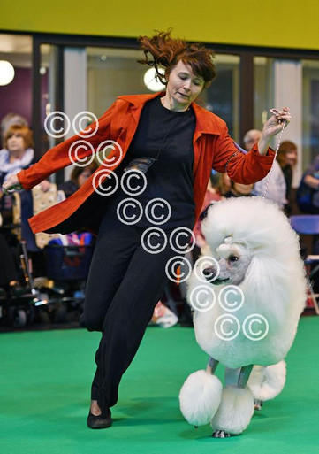 34576751-Standard Poodle judging. Crufts Dog Show at the National ...