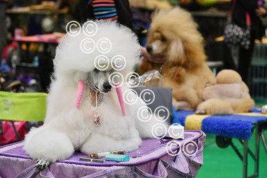 34576752-Standard Poodle judging. Crufts Dog Show at the National ...