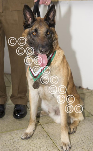 35718129-British military dog Mali, received the PDSA Dickin medal the ...