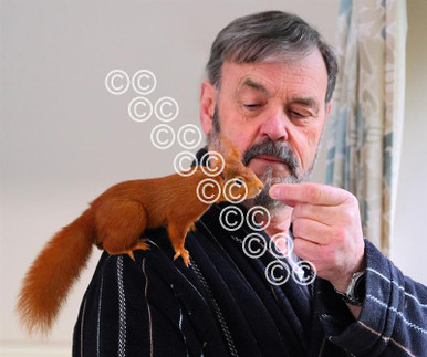37492228-Squirrel whisperer David Lacey from Menai Bridge, Anglesey ...