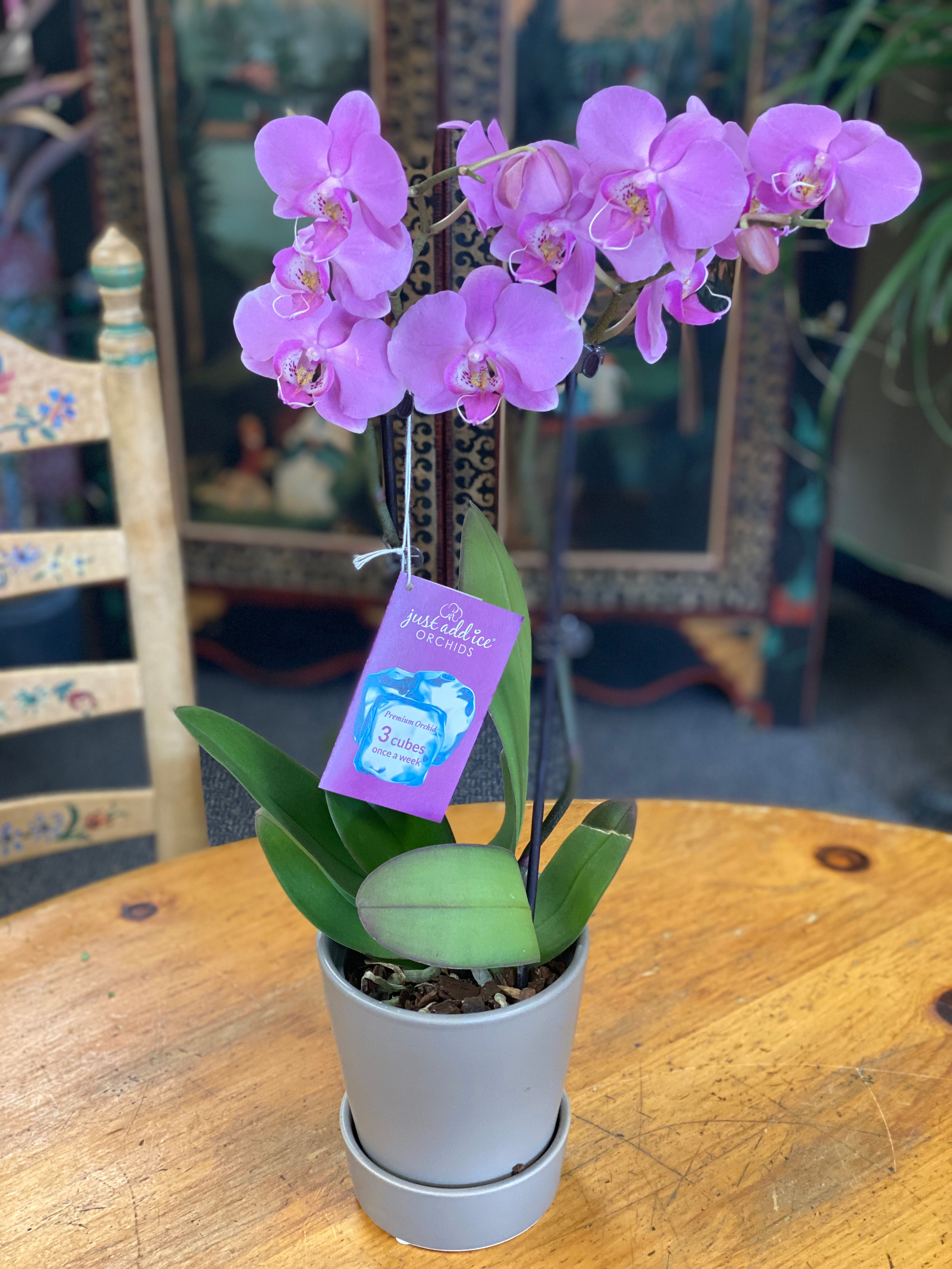 Havertown PA Florist - Belvedere Flowers- Philadelphia PA Florists