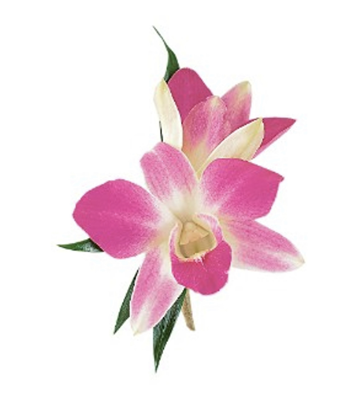 Prom Flowers- Here's some info & photos - Belvedere Flowers of Havertown PA