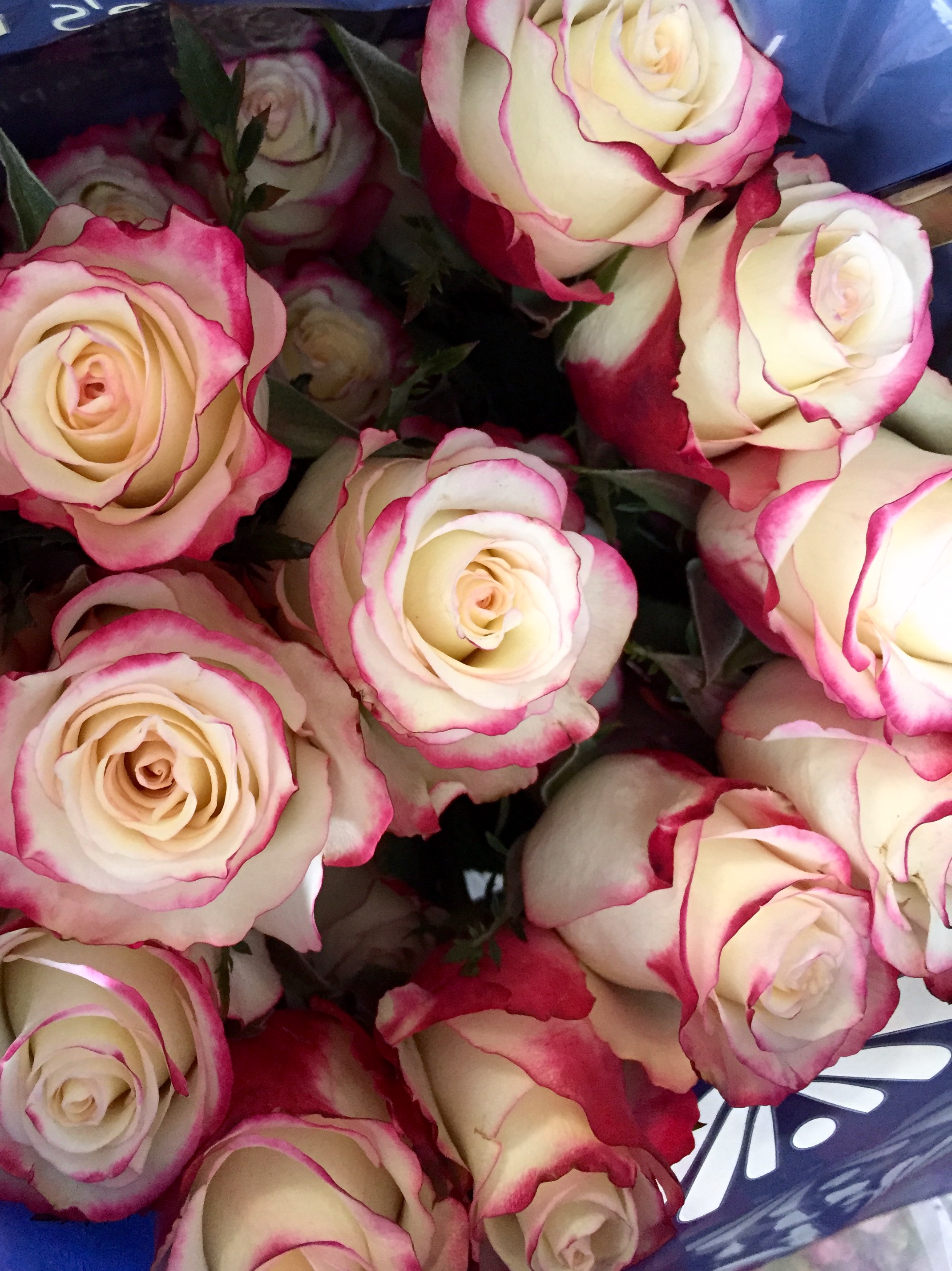 We always carry Rosaprima Roses. Nothing but the best for our customers ...