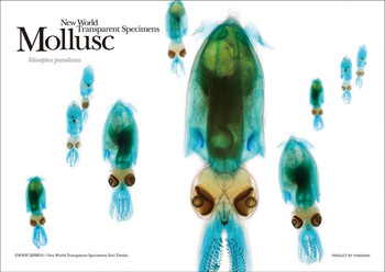Jigsaw Puzzle Prism Art Mollusk (Japanese Squid) (108 Pieces)