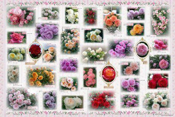 Jigsaw Puzzle Rose Collection (2500 Pieces)