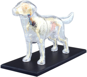 4D Vision Dog Anatomy Plastic Model