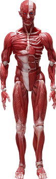 figma Human Anatomical Model