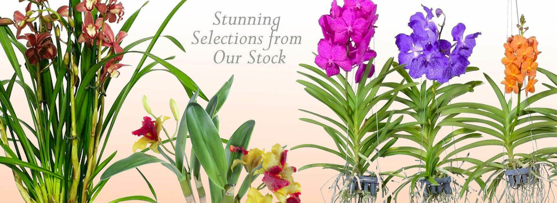 Orchid Supply Store - Your One-Stop-Shop for Orchid Supplies
