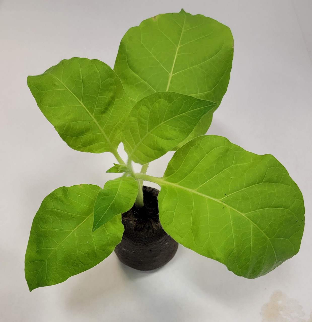 Nicotiana tabacum - The ODIN