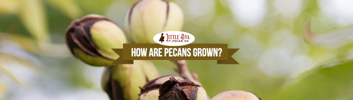 How Are Pecans Grown? Inside Louisiana Pecan Orchards