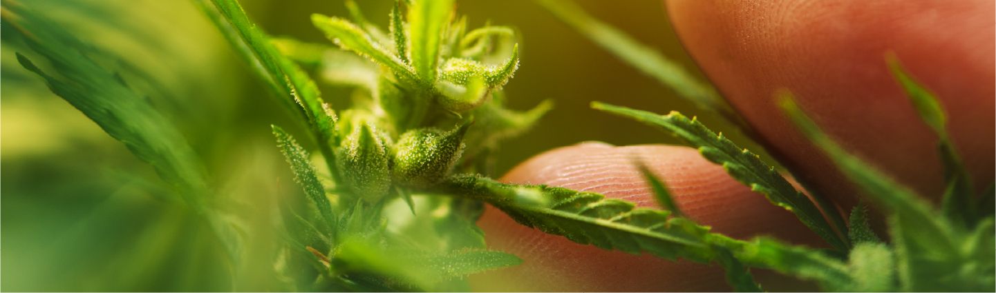 Colorado Cannabis Label & Packaging Requirements - THC Label Solutions