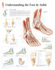 Foot and Ankle Anatomy Poster - Clinical Charts and Supplies