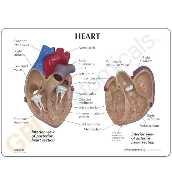Anatomical Models-Heart, Lung, Respiratory, Circulation