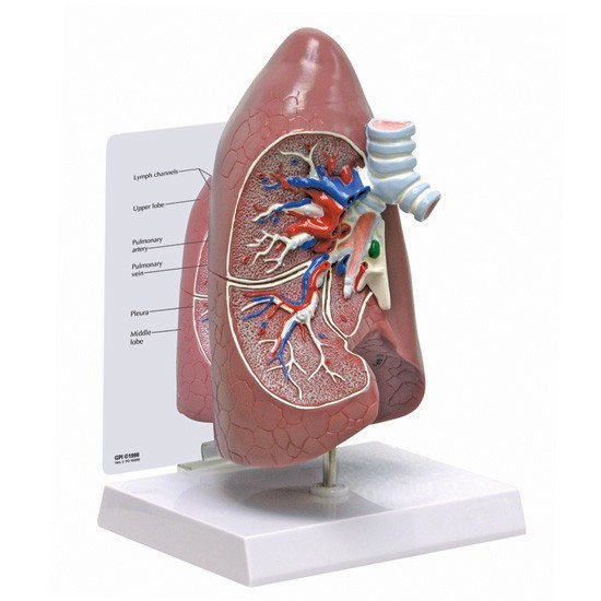 Lung, and Respiratory Anatomical Models