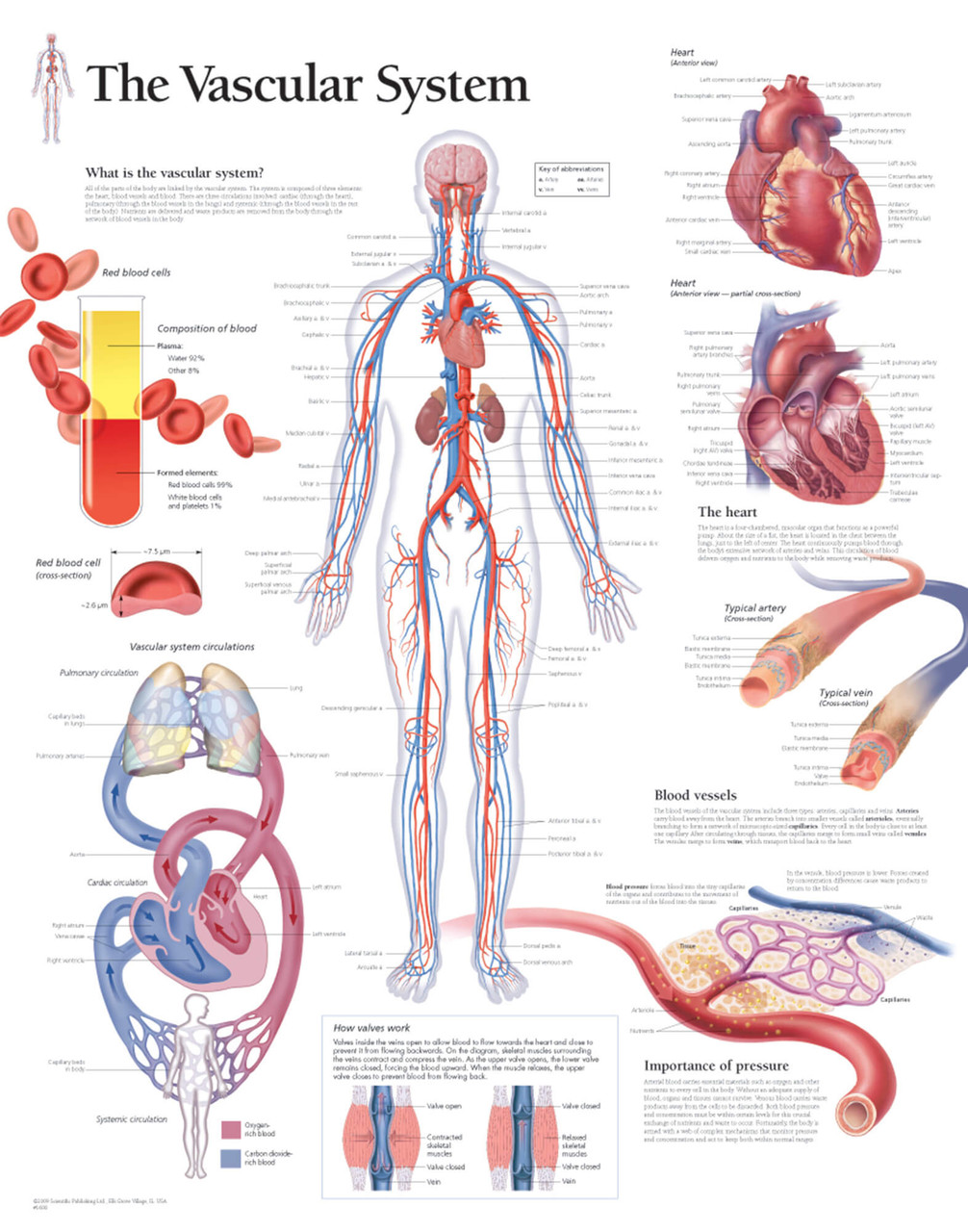 The Vascular System Poster - Clinical Charts and Supplies