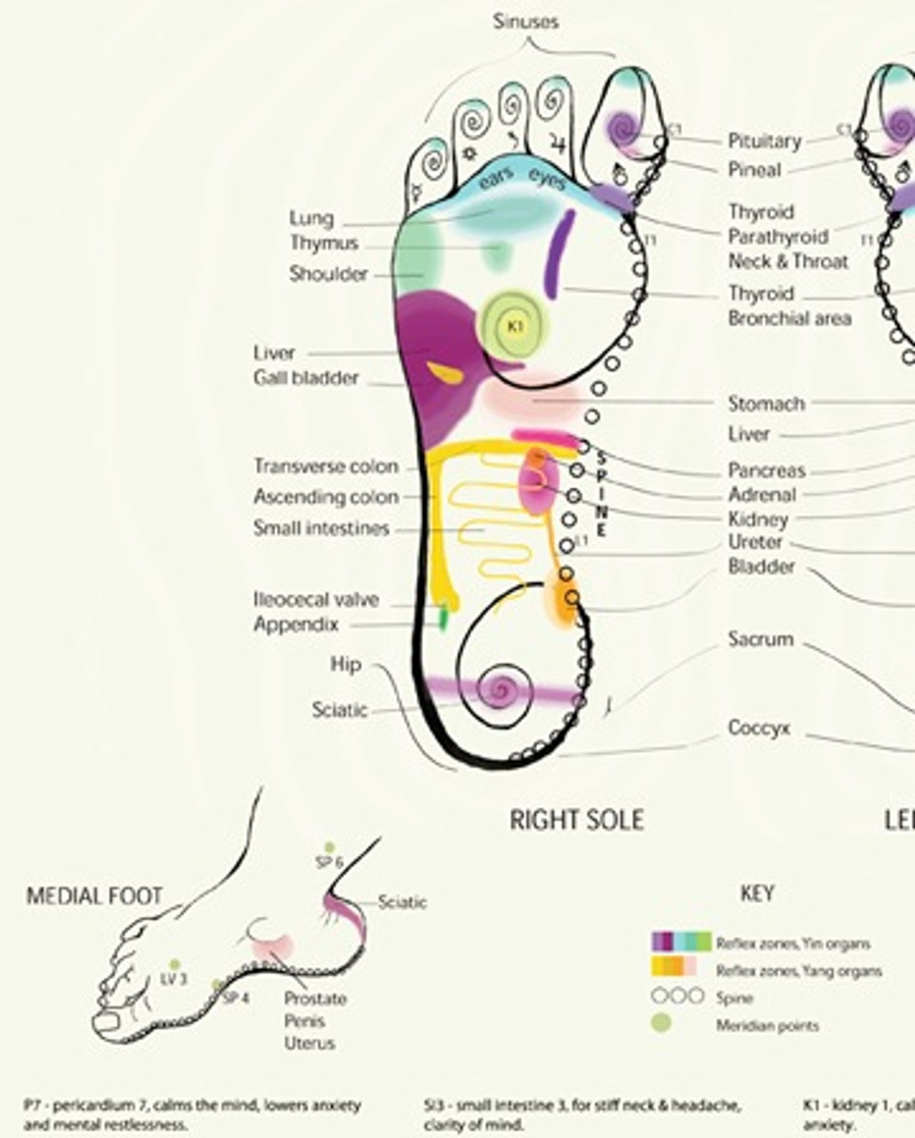 Reflexology Art Poster Clinical Charts And Supplies