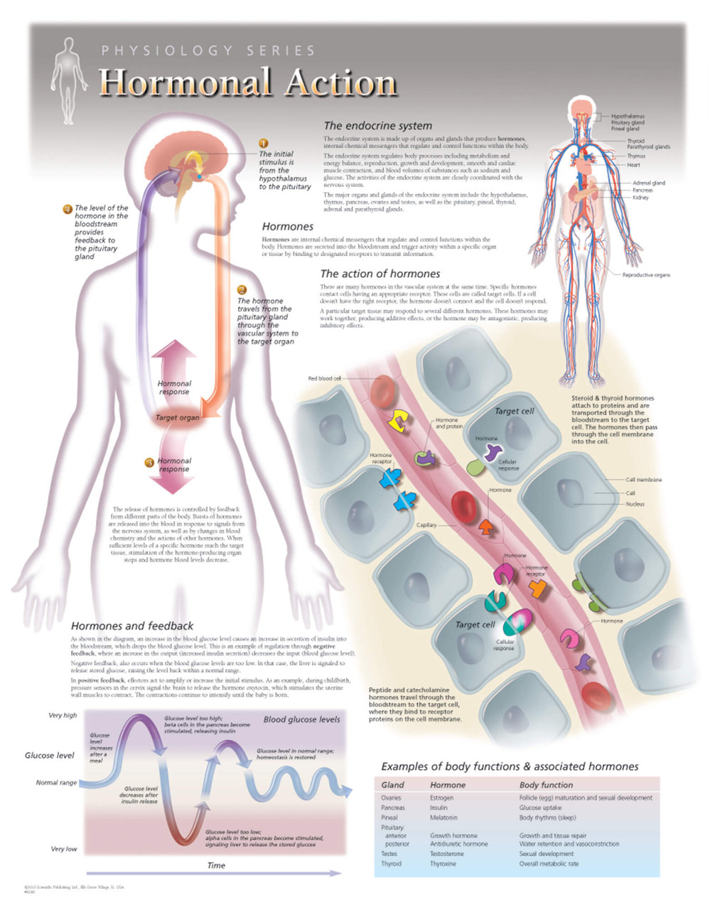 Endocrine-Hormonal Action Poster - Clinical Charts and Supplies
