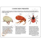 Canine Parasite Model - Clinical Charts and Supplies