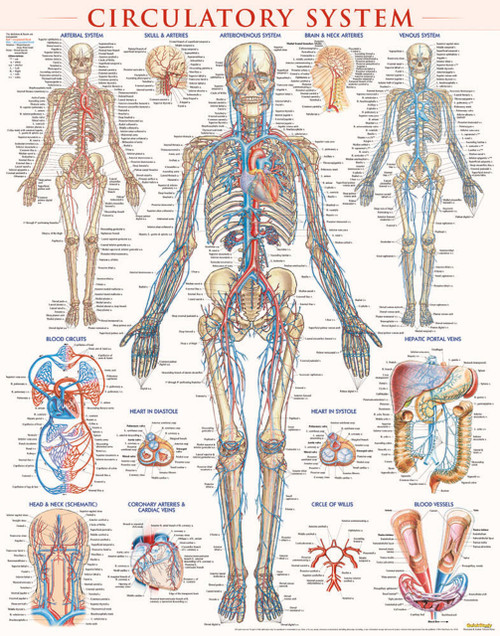 Vascular System Anatomy Posters | ClinicalCharts.com