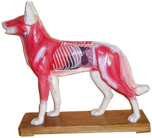 Dog Acupuncture Model - Clinical Charts and Supplies