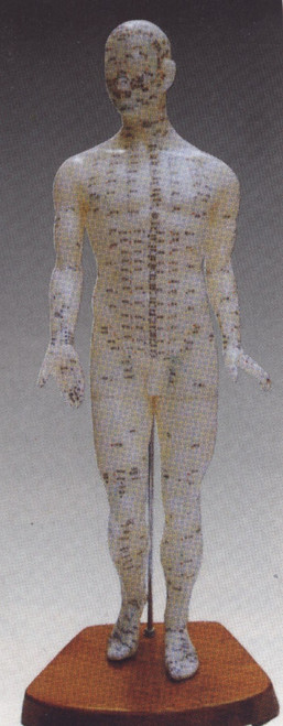Acupuncture Model of the Human Body - Clinical Charts and Supplies