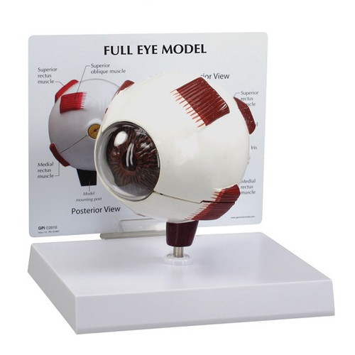 Eye Anatomical Model - Clinical Charts and Supplies