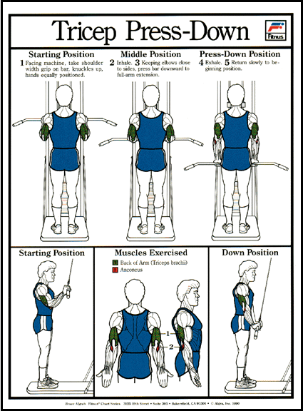 Triceps Press Down Exercise Poster - Clinical Charts and Supplies