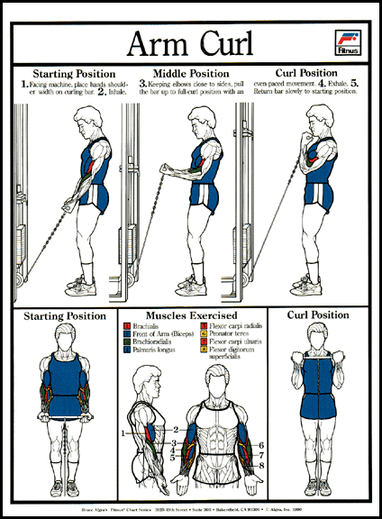 Arm Curl Machine Poster - Clinical Charts and Supplies