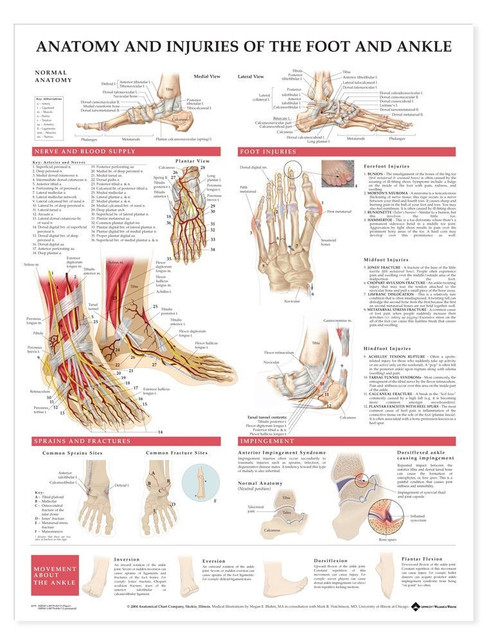 Foot and Ankle Chart , Anatomy and Injuries - Clinical Charts and Supplies