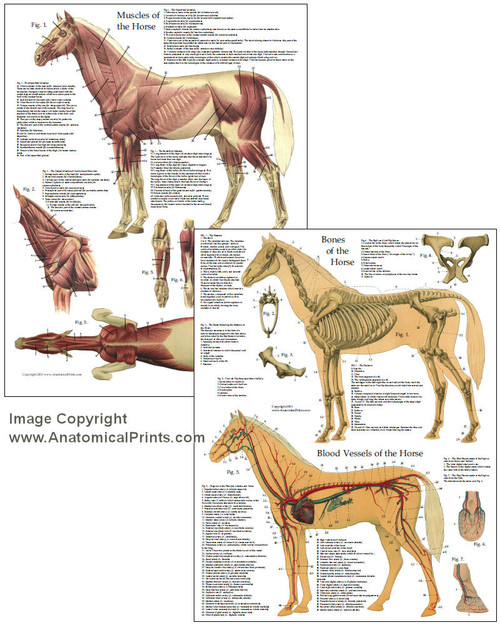 Horse Chart of Anatomy - Clinical Charts and Supplies