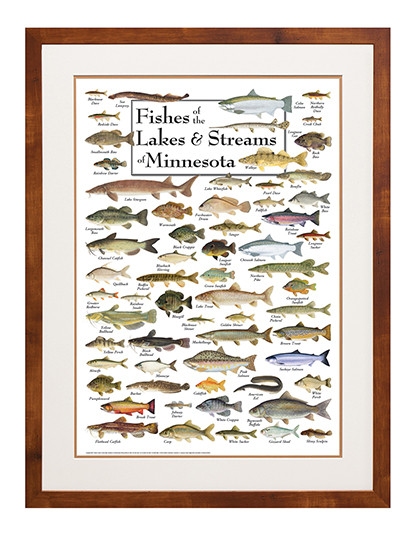 Fishes of Lakes & Streams of Minnesota Poster - Clinical Charts and ...