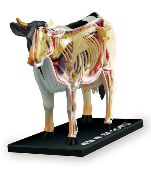 Cow Anatomy Model - Clinical Charts and Supplies