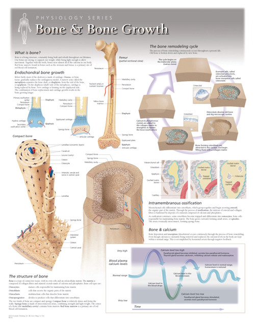 Bone and Bone Growth Poster - Clinical Charts and Supplies