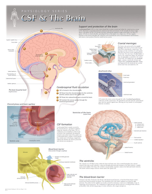 Brain And CSF Poster - Clinical Charts and Supplies