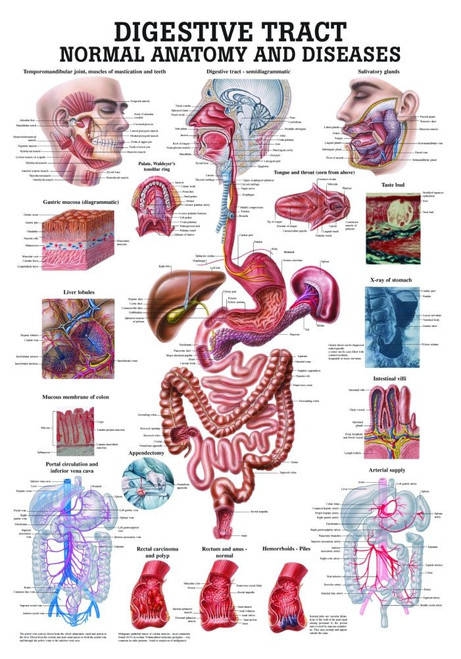 Human Digestive Tract Poster - Clinical Charts and Supplies