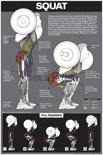 Squat Exercise Poster - Clinical Charts and Supplies