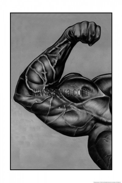 Arm Muscle Poster - Clinical Charts and Supplies